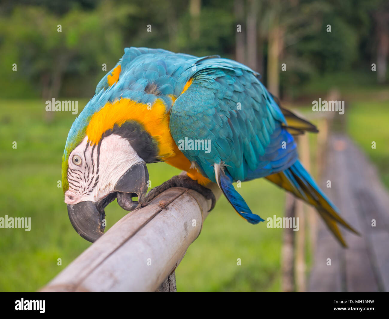 Beautiful, blue and yellow parrot (macaw) in the Amazon jungle Stock ...