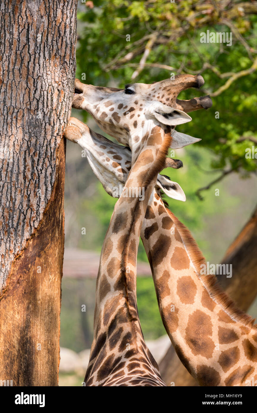 Giraffe in a safari hi-res stock photography and images - Alamy