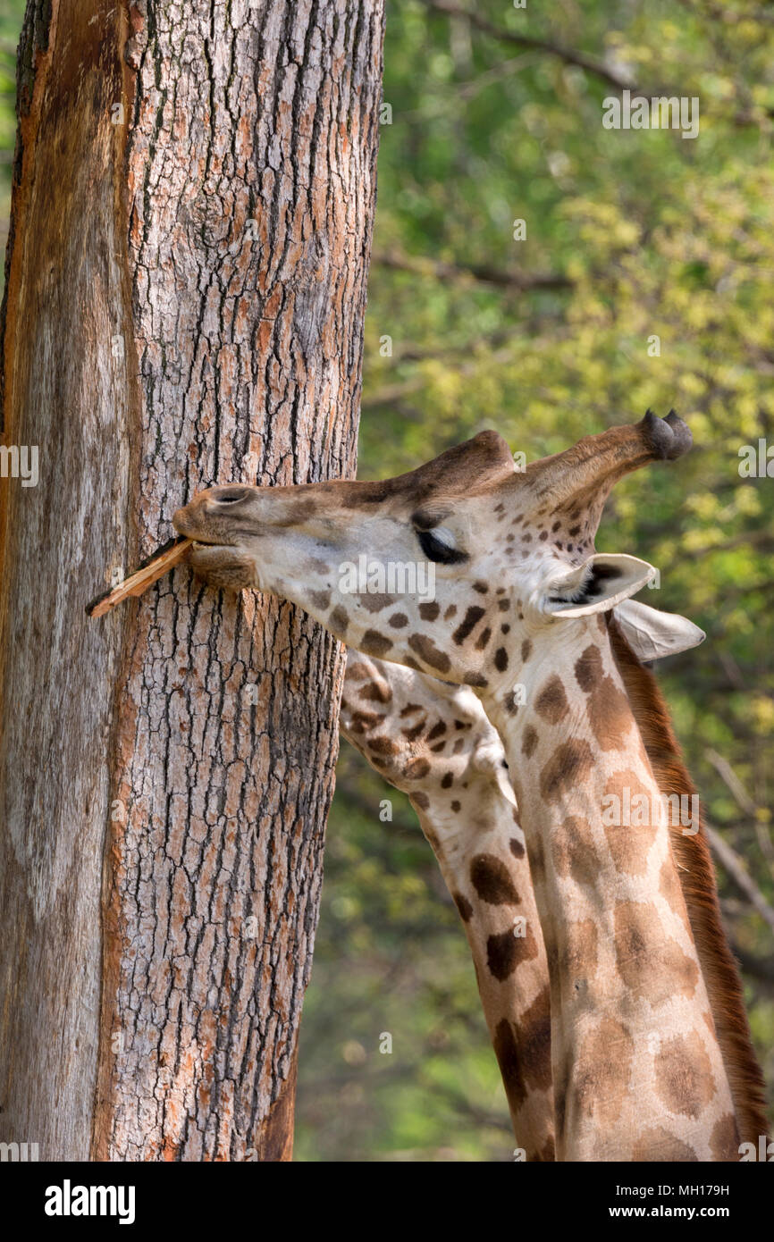 closeup of a giraffe in a safari Stock Photo - Alamy