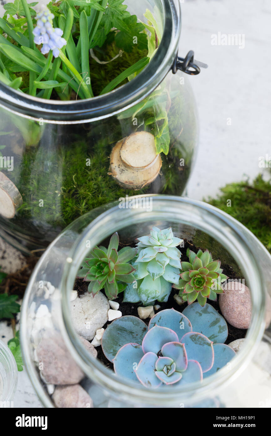 garden inside mason jar Stock Photo - Alamy