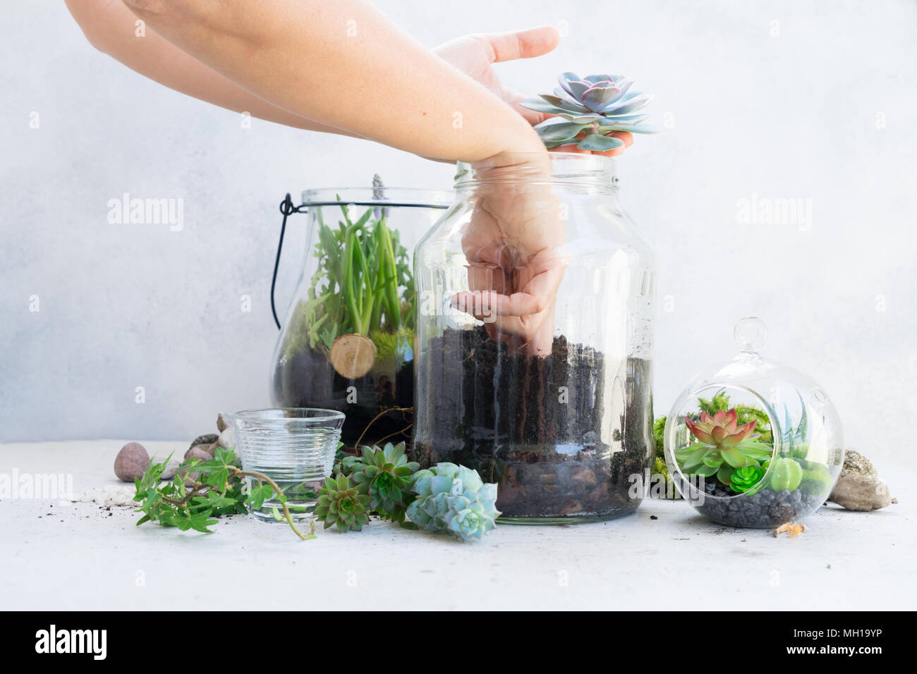 Indoorgarden hi-res stock photography and images - Alamy