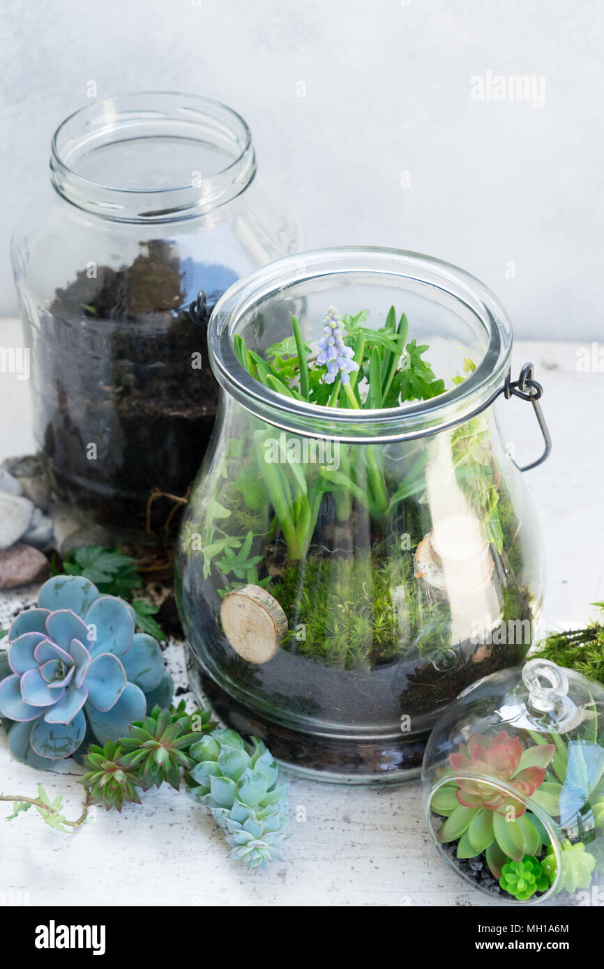Plant inside mason jar hi-res stock photography and images - Alamy