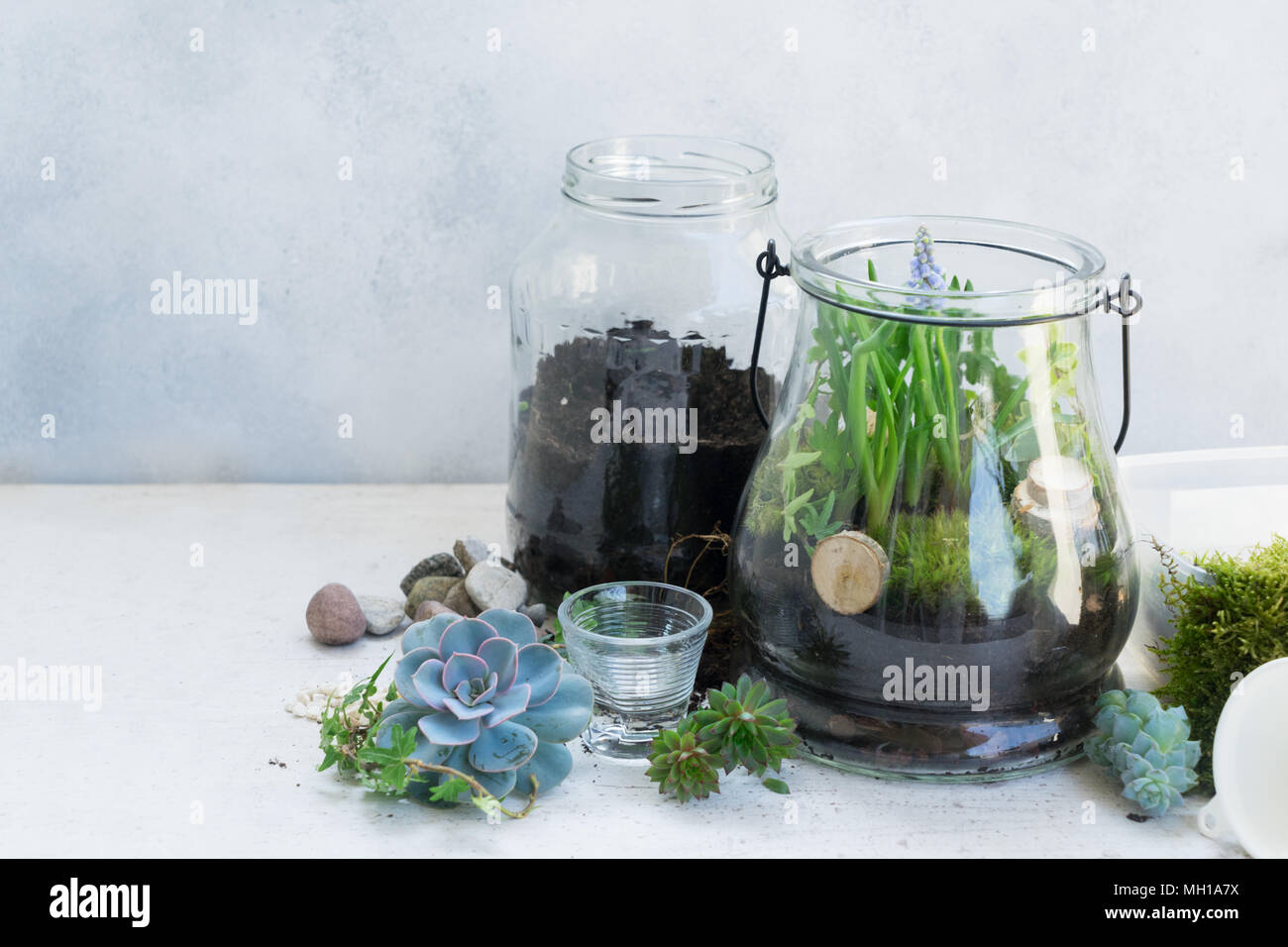 garden inside mason jar Stock Photo - Alamy