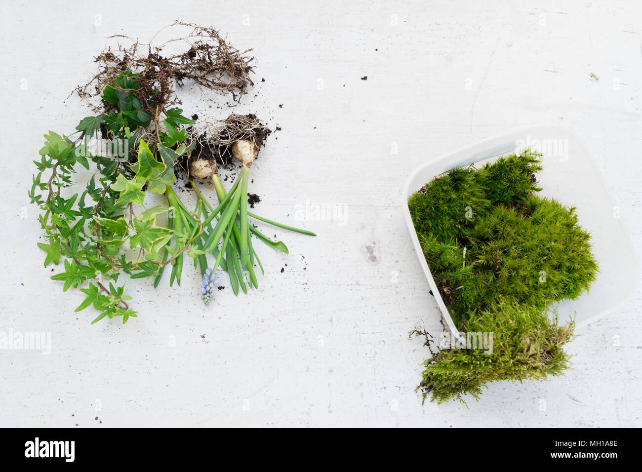 planting new garden Stock Photo - Alamy