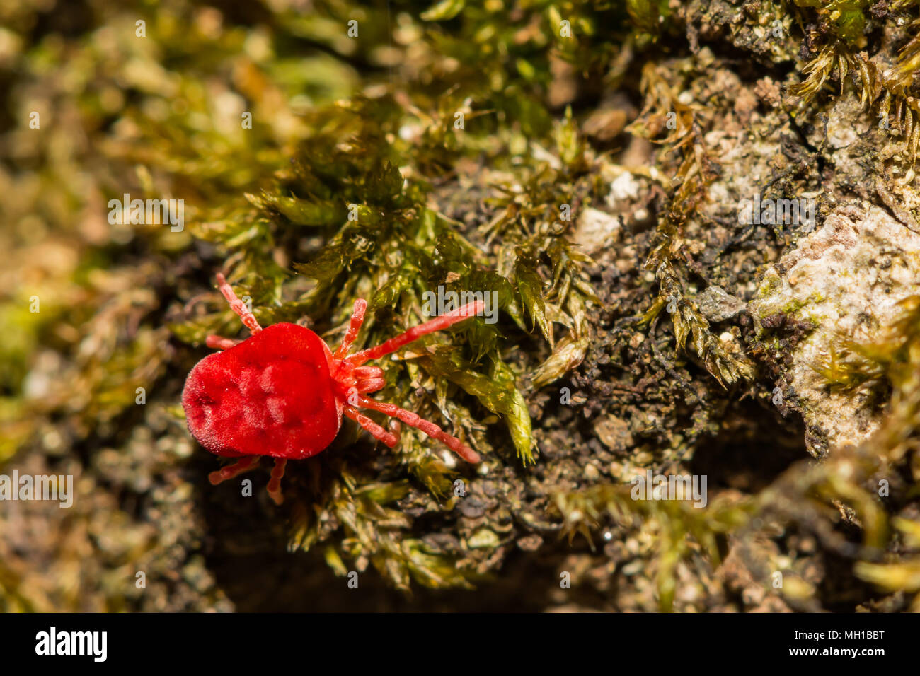 A Red Velvet Mite foraging for termite swarmers Stock Photo - Alamy