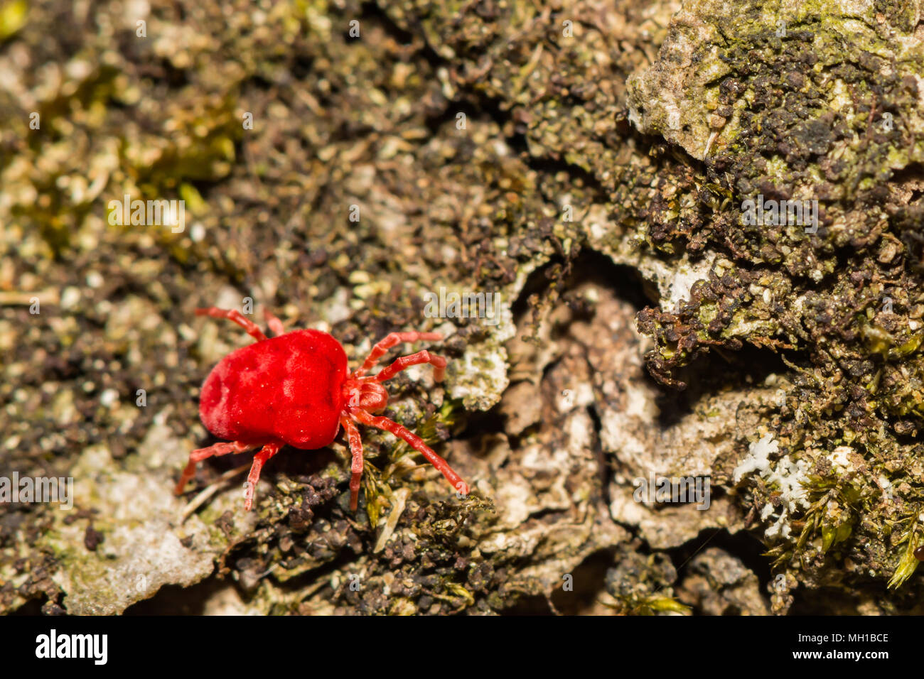 Red Velvet Mite High Resolution Stock Photography and Images - Alamy
