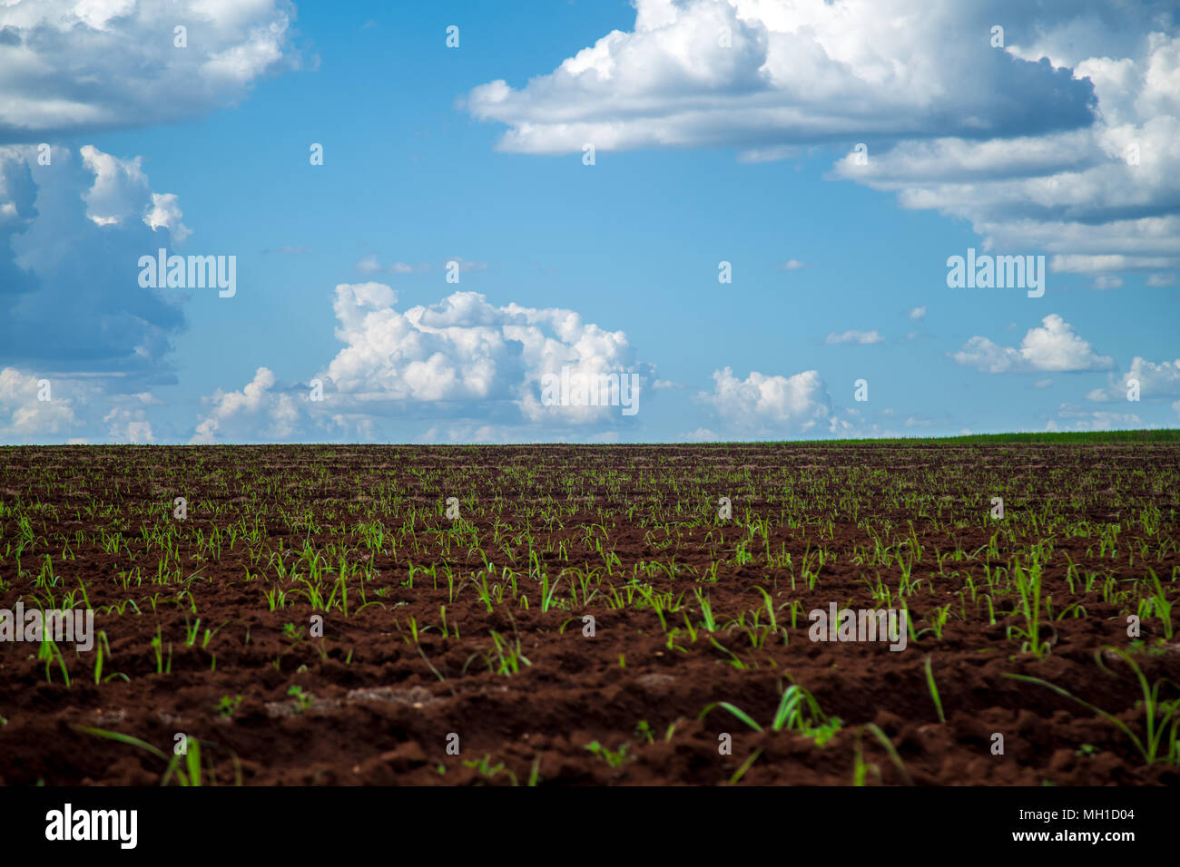 Sugar cane sunset plantation beautiful irrigation Stock Photo - Alamy