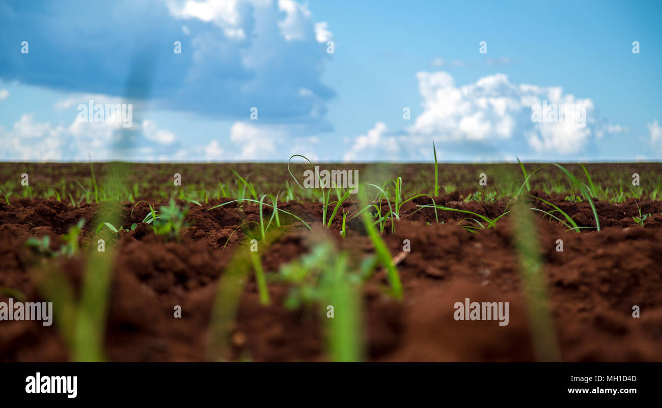 Sugar cane sunset plantation beautiful irrigation Stock Photo - Alamy