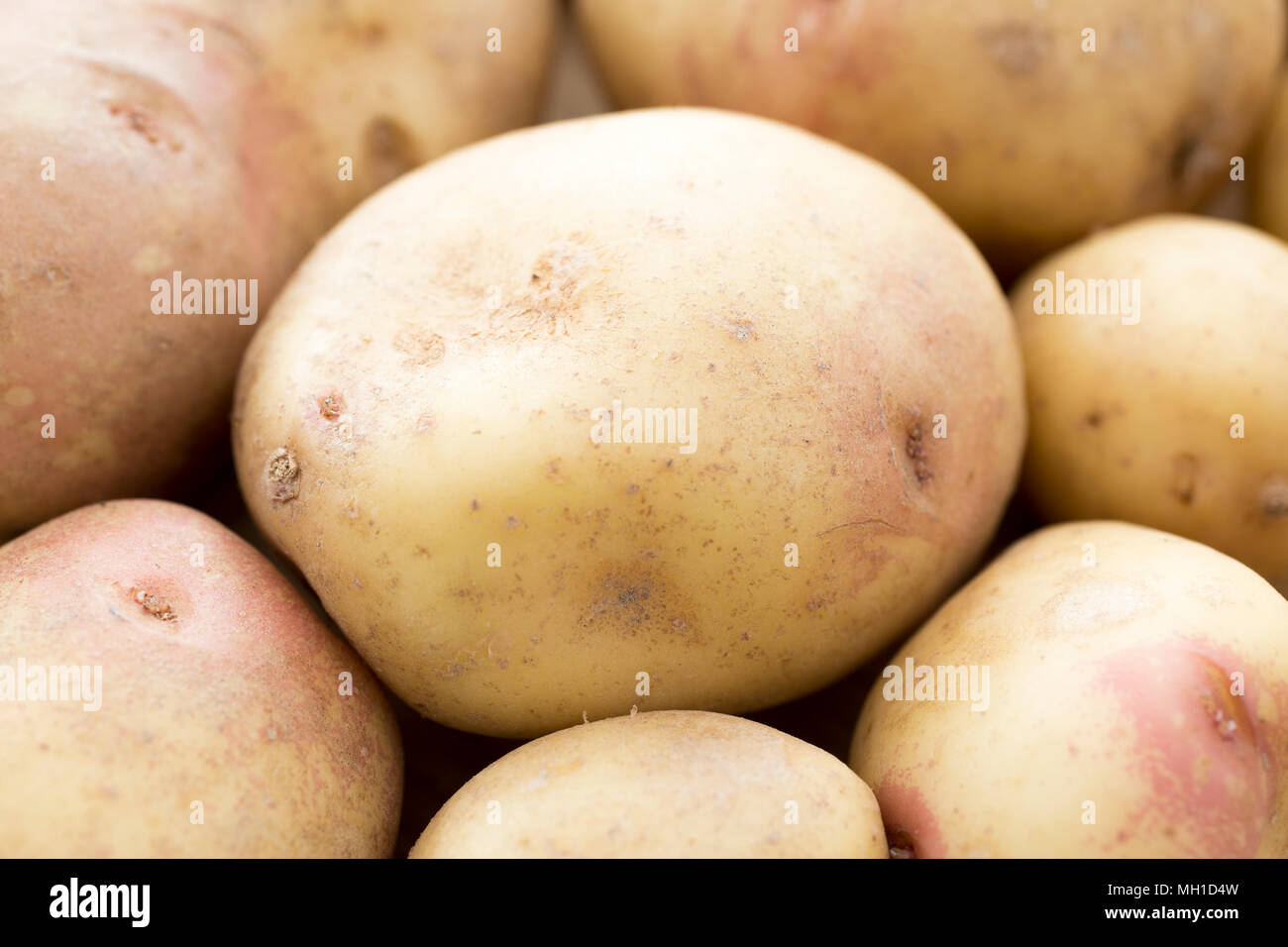 Potato 'King Edward' Stock Photo - Alamy