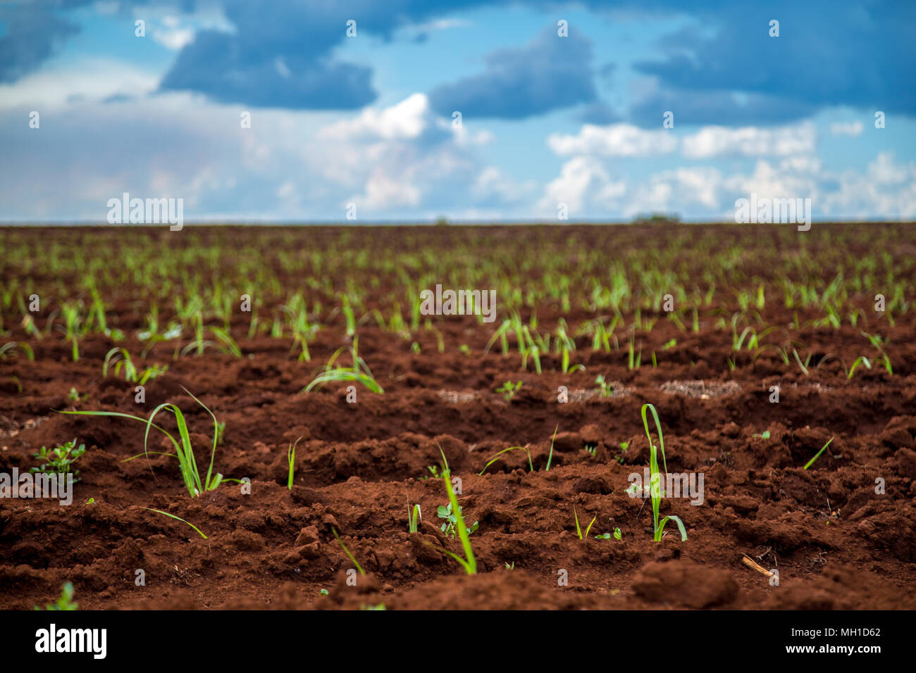 Sugar cane sunset plantation beautiful irrigation Stock Photo - Alamy