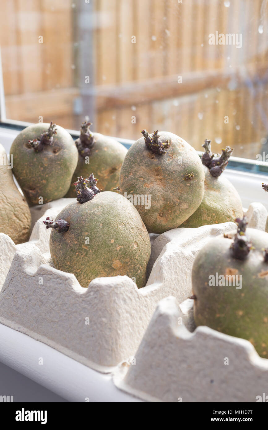 Chitted Potato 'King Edward' with shoots sprouting Stock Photo - Alamy