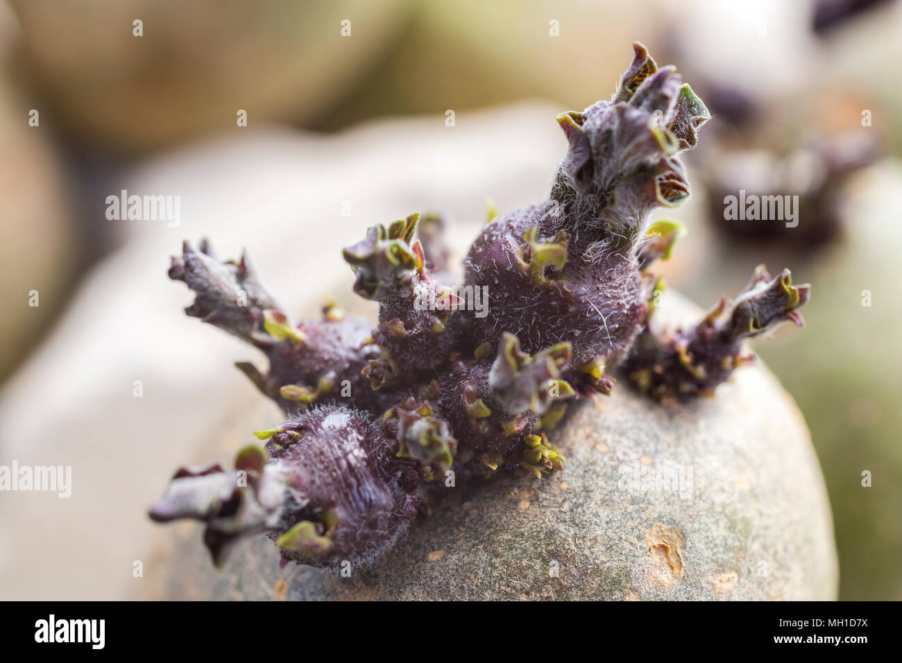Chitted Potato 'King Edward' with shoots sprouting Stock Photo - Alamy