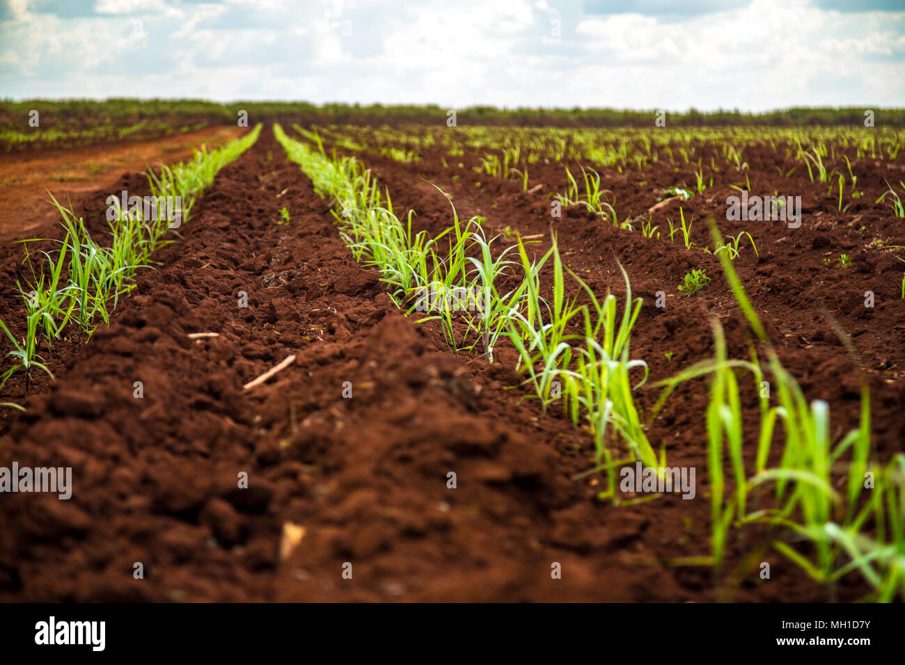 Sugar cane sunset plantation beautiful irrigation Stock Photo - Alamy