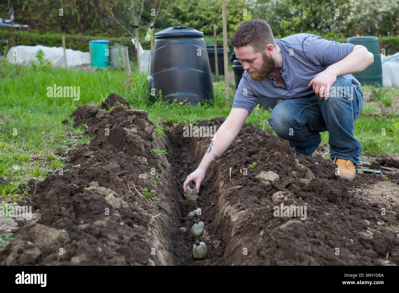 Man placing chitted Potato 'King Edward' in a trench Stock Photo - Alamy