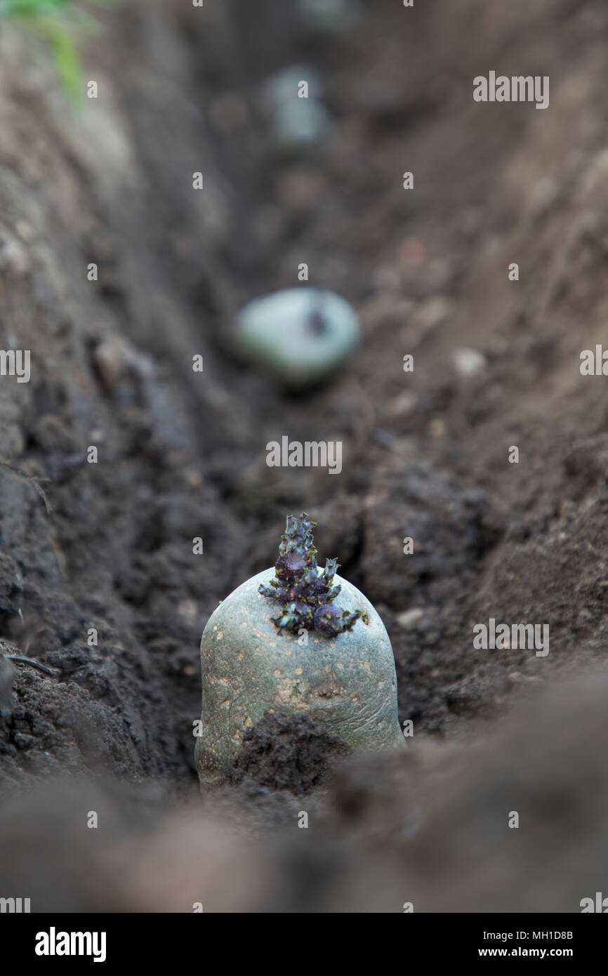 King edward potatoes High Resolution Stock Photography and Images - Alamy