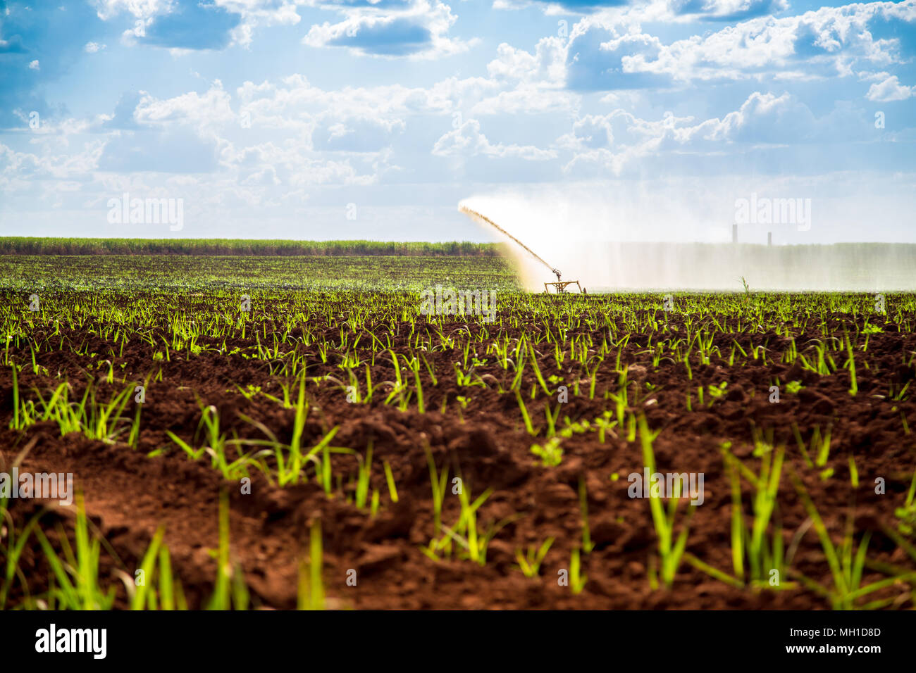 Sugar cane sunset plantation beautiful irrigation Stock Photo - Alamy