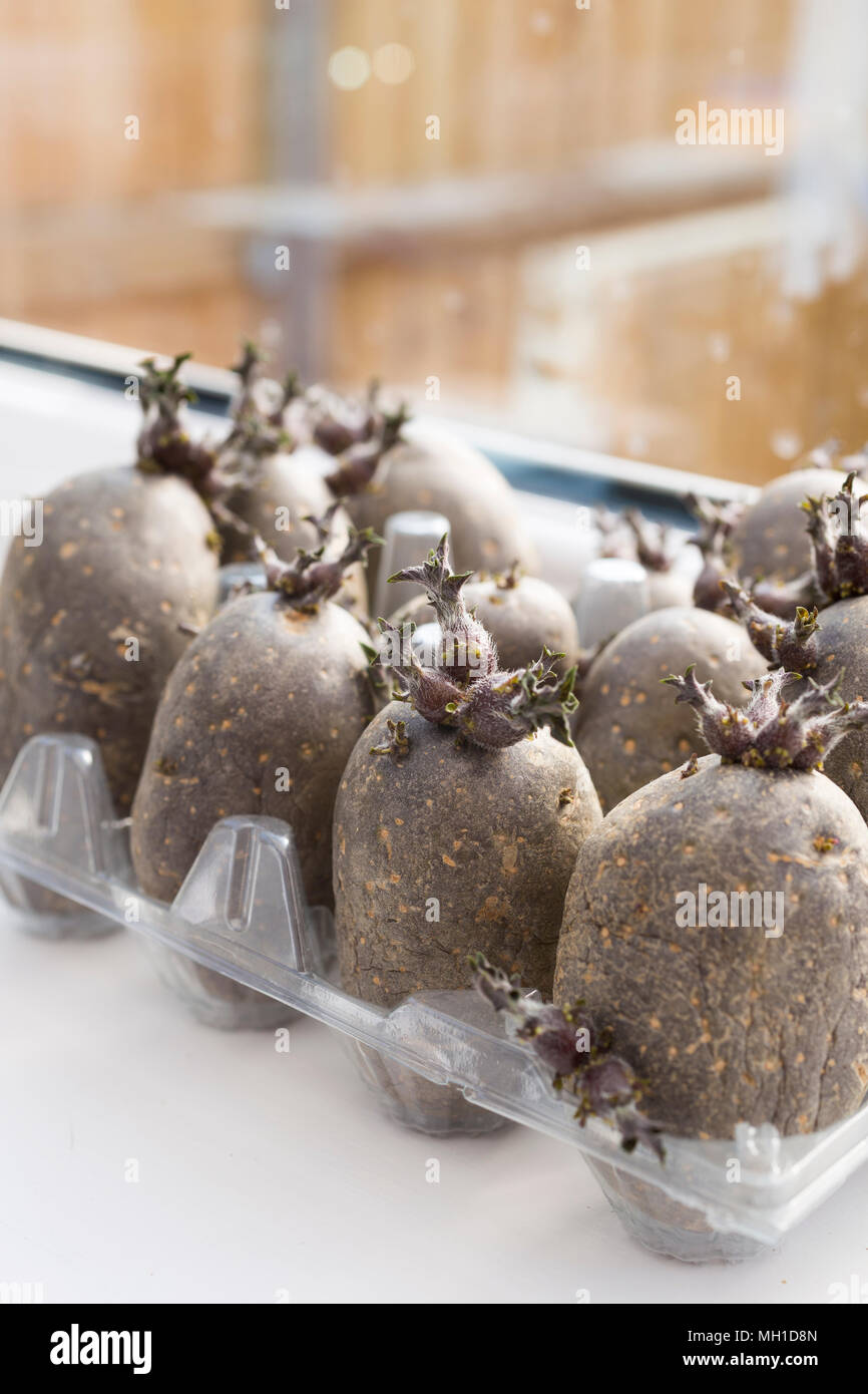 Chit solanum hi-res stock photography and images - Alamy