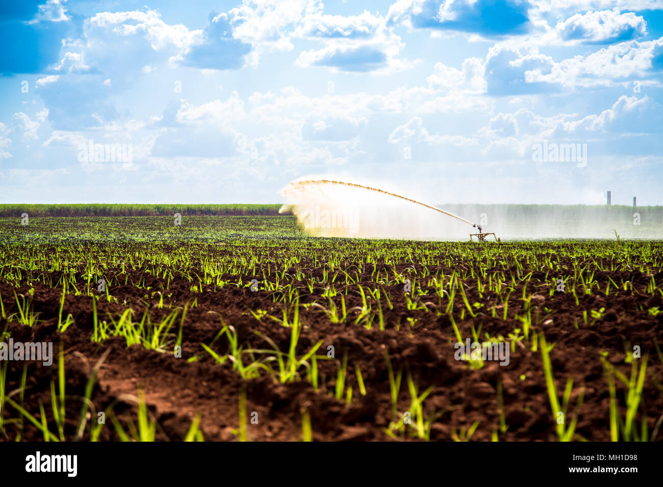 Sugar cane sunset plantation beautiful irrigation Stock Photo - Alamy