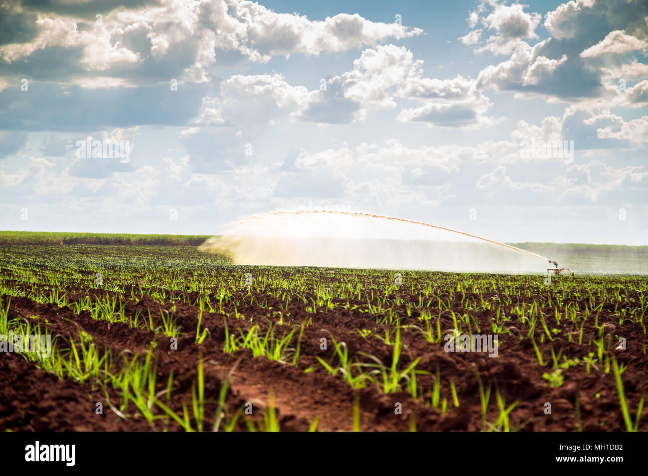 Sugar cane sunset plantation beautiful irrigation Stock Photo - Alamy