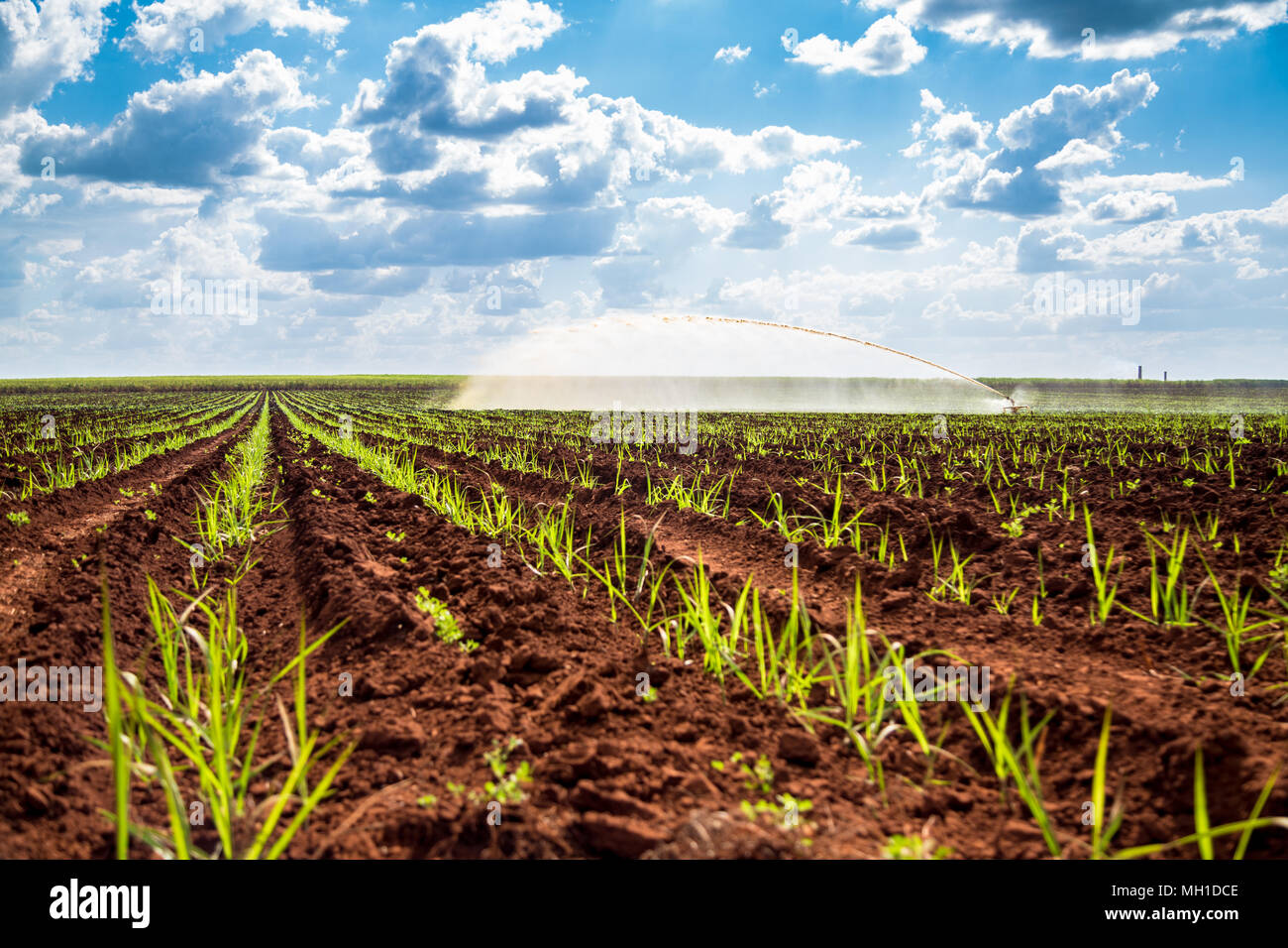 Sugar cane sunset plantation beautiful irrigation Stock Photo - Alamy