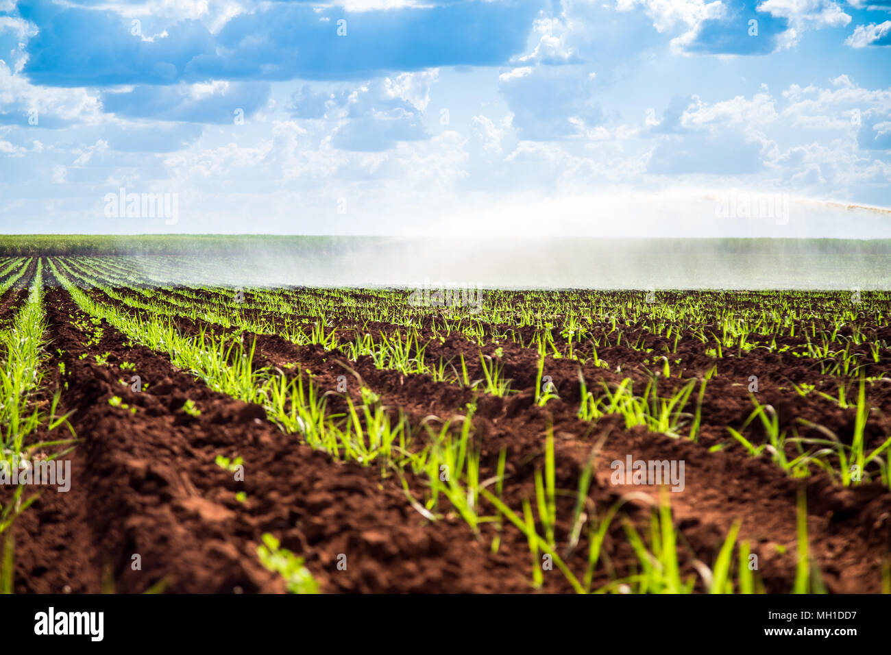 Sugar cane sunset plantation beautiful irrigation Stock Photo - Alamy