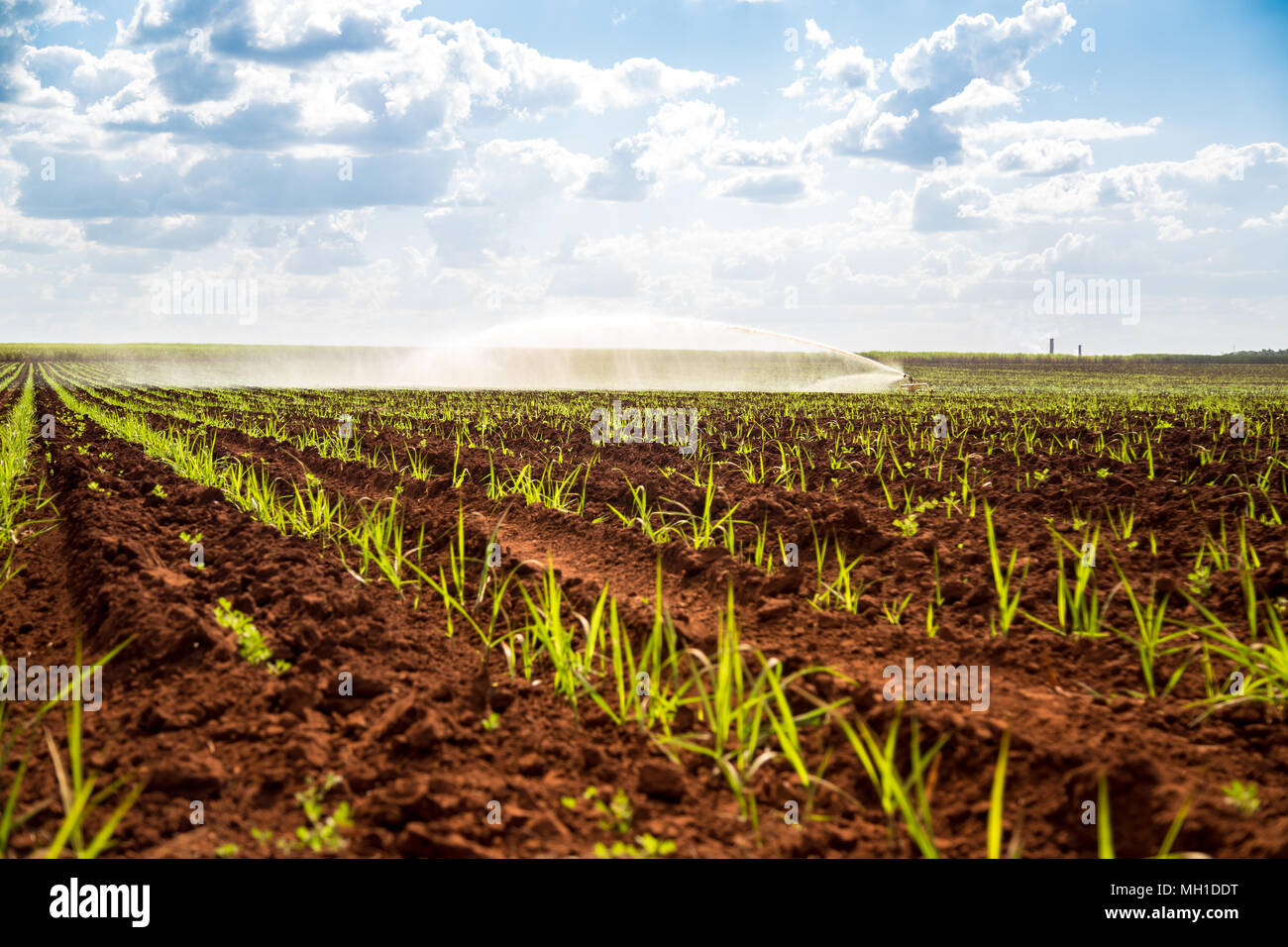 Sugar cane sunset plantation beautiful irrigation Stock Photo - Alamy