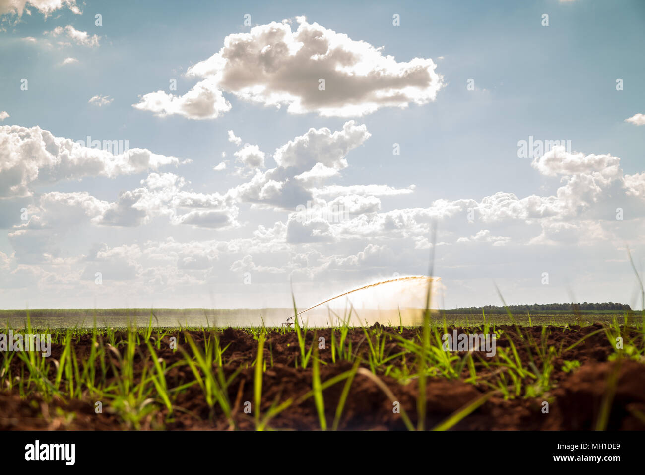 Sugar cane sunset plantation beautiful irrigation Stock Photo - Alamy