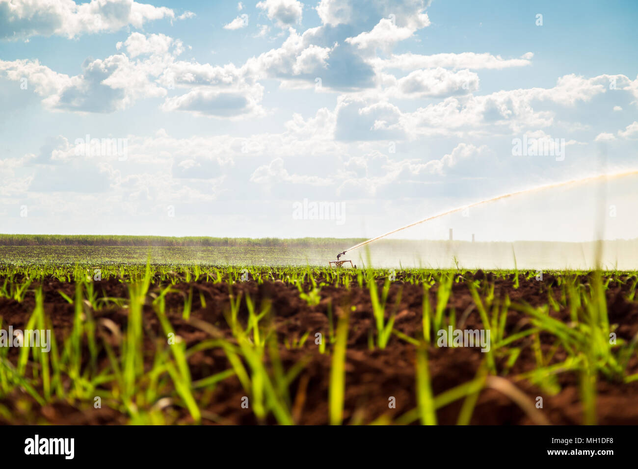 Sugar cane sunset plantation beautiful irrigation Stock Photo - Alamy
