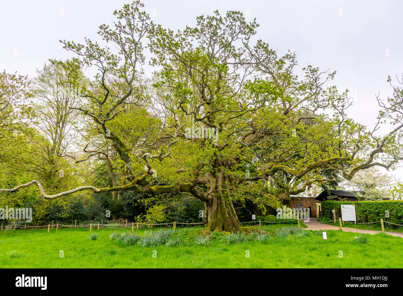 Old English Oak Tree High Resolution Stock Photography and Images - Alamy