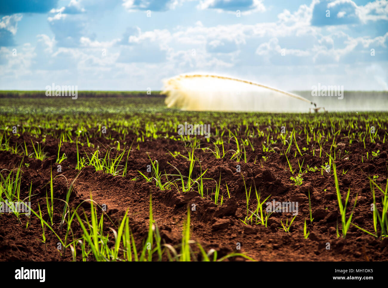 Sugar cane sunset plantation beautiful irrigation Stock Photo - Alamy
