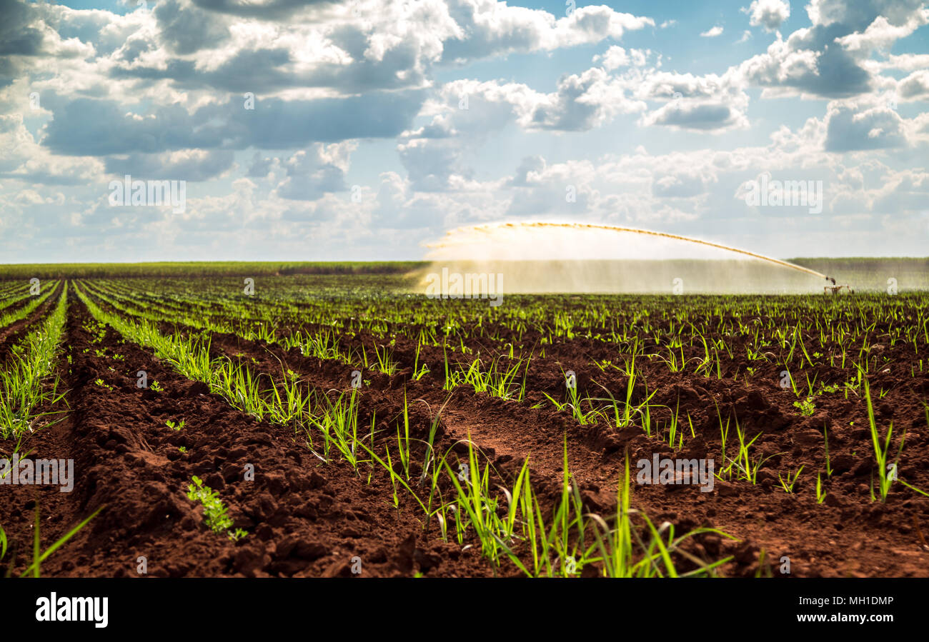 Sugar cane sunset plantation beautiful irrigation Stock Photo - Alamy