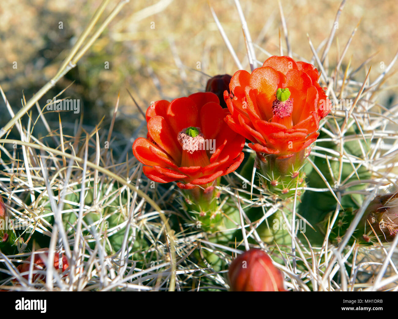 Red flowers of Scarlet Hedgehog cactus in southwest desert, USA Stock ...