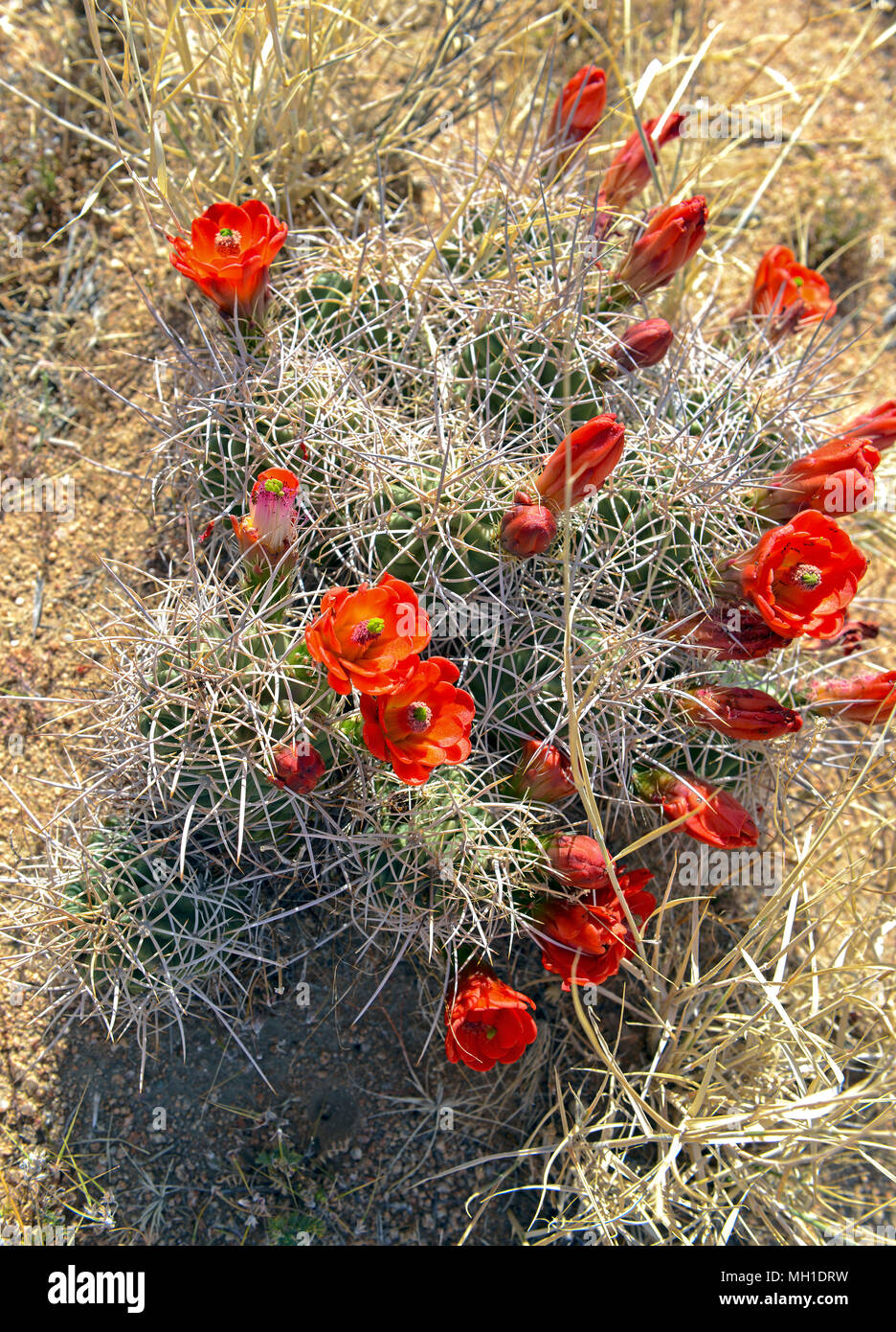 Red flowers of Scarlet Hedgehog cactus in southwest desert, USA Stock ...