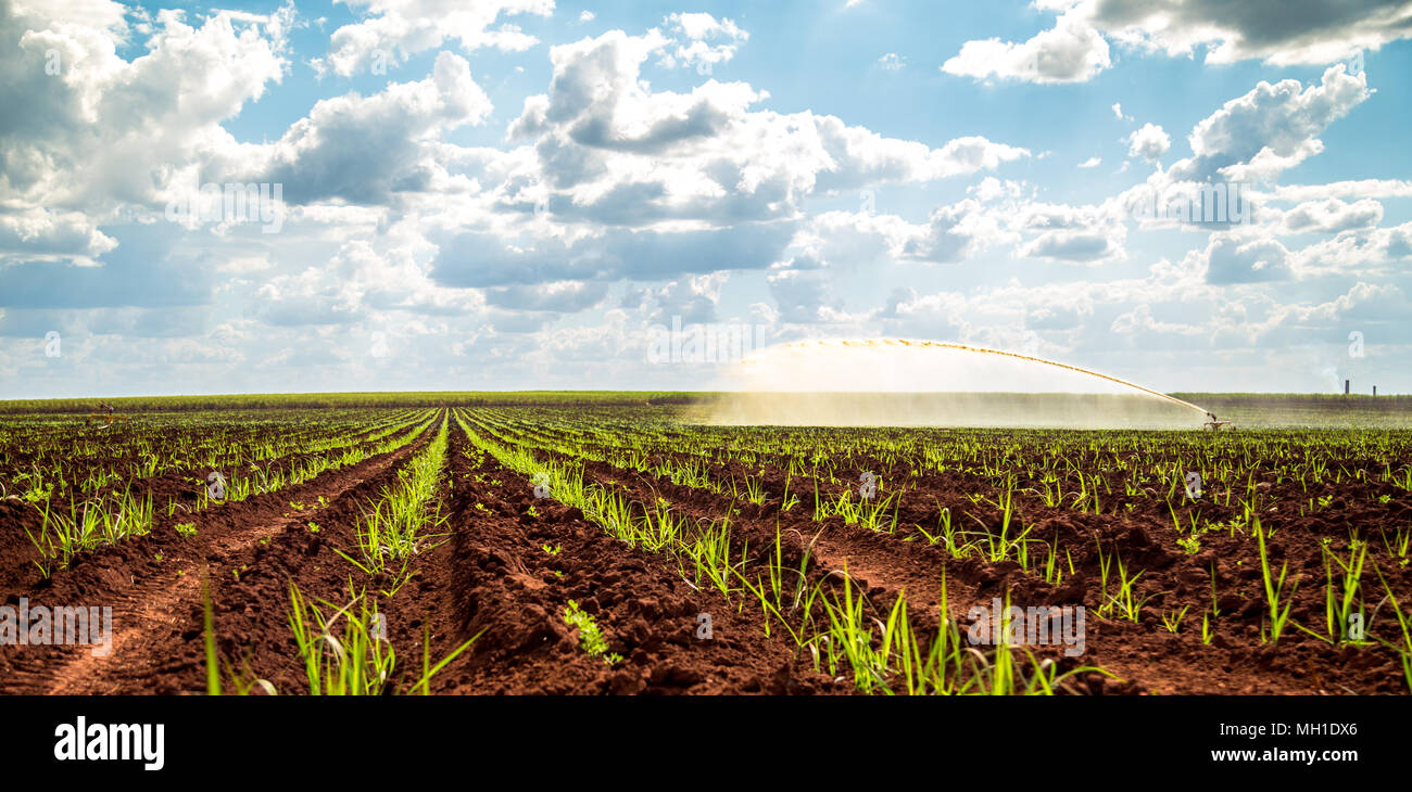 Sugar cane sunset plantation beautiful irrigation Stock Photo - Alamy