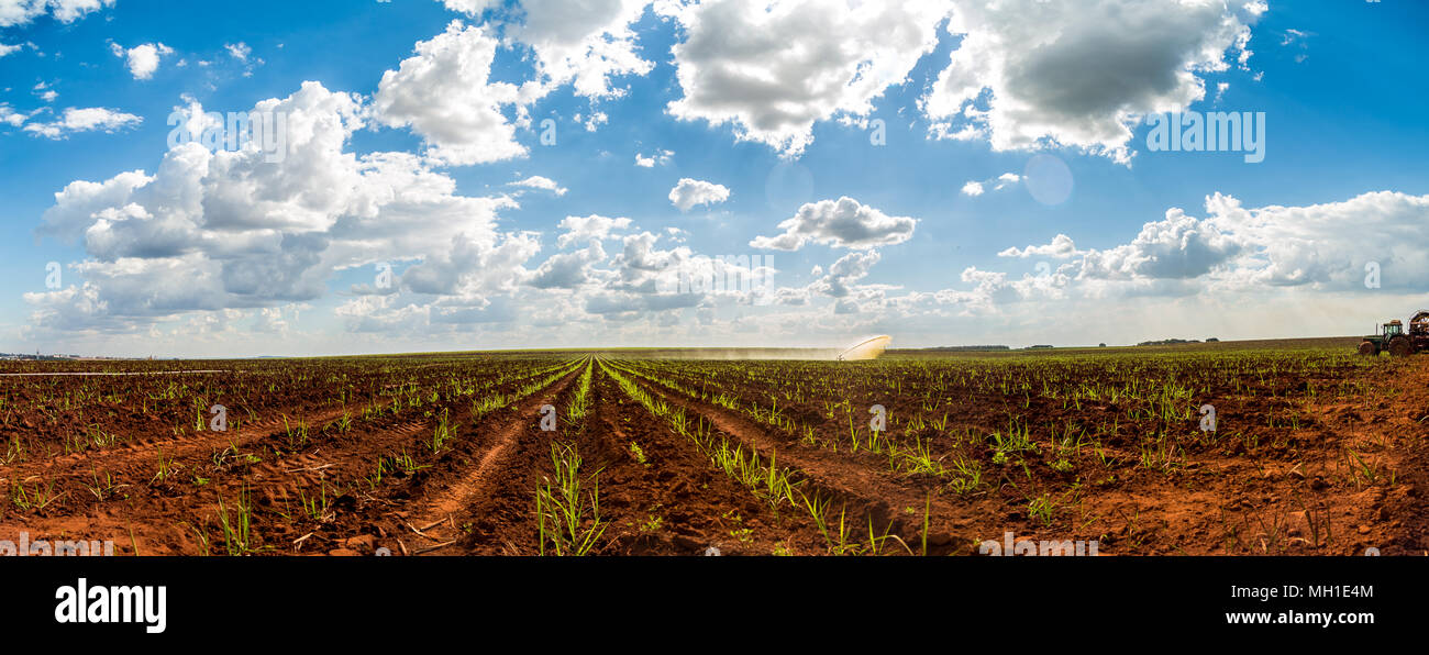 Sugar cane sunset plantation beautiful irrigation Stock Photo - Alamy
