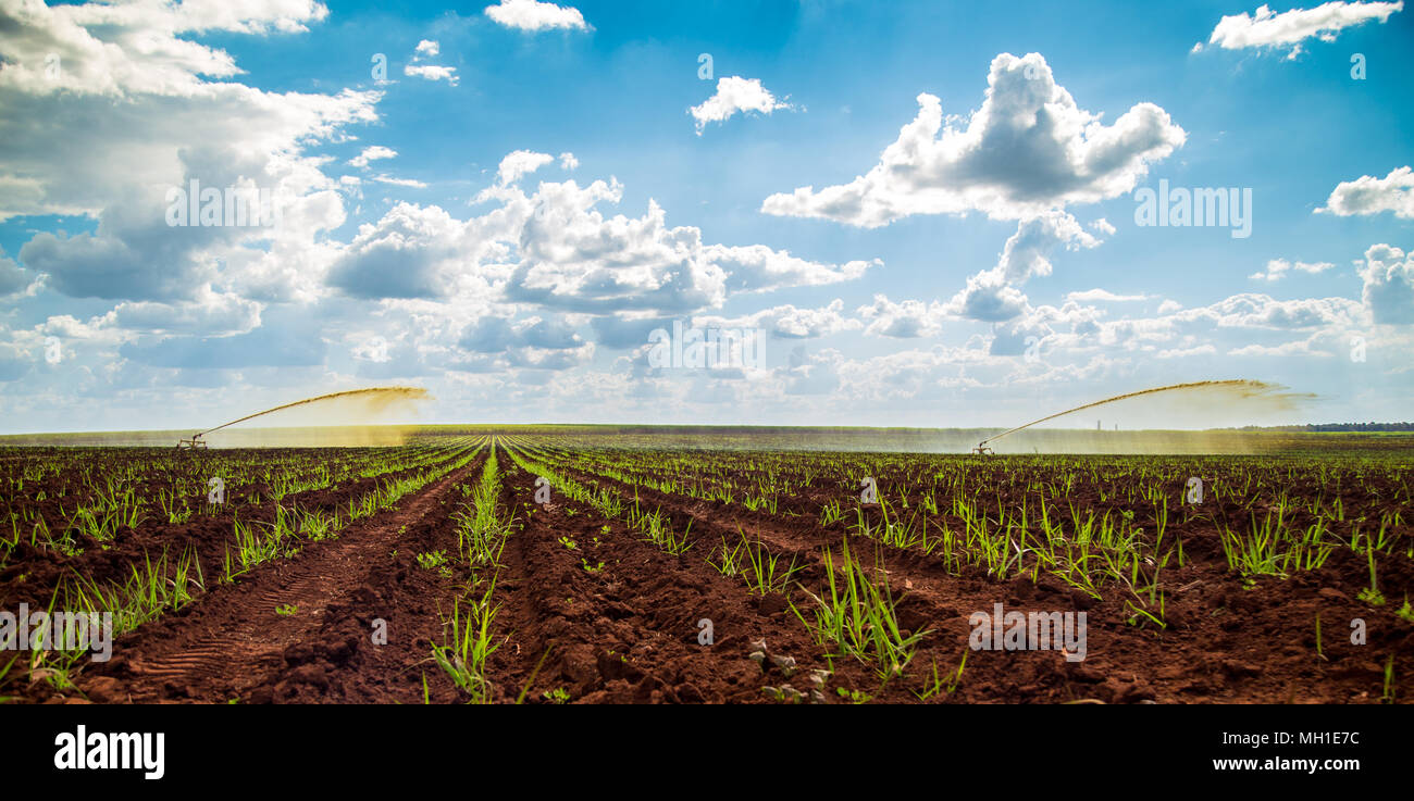 Sugar cane sunset plantation beautiful irrigation Stock Photo - Alamy