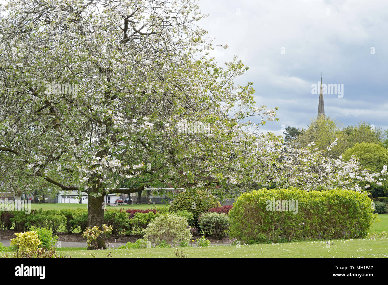 Strathaven park with tree in full bloom hi-res stock photography and ...