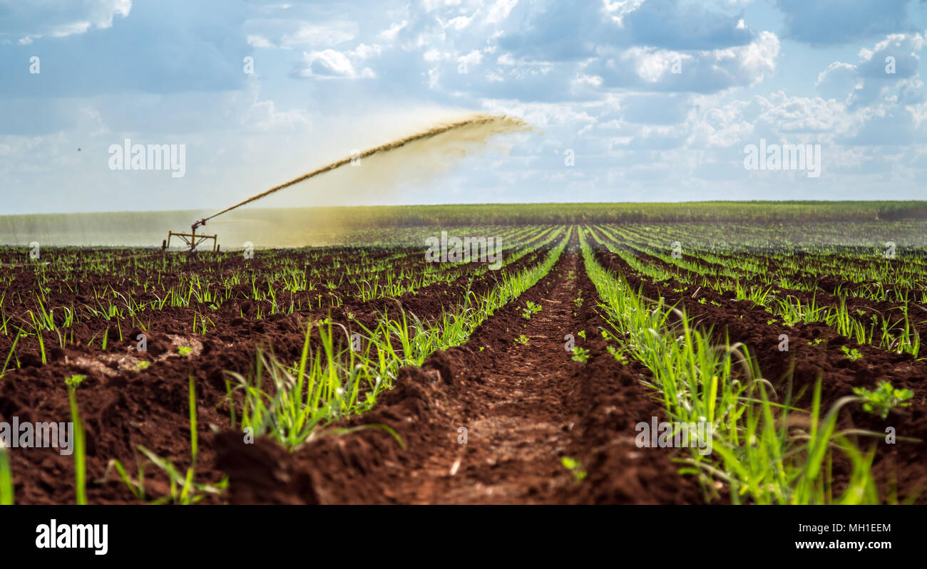 Sugar cane sunset plantation beautiful irrigation Stock Photo - Alamy