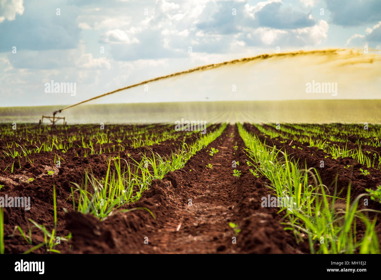 Sugar cane sunset plantation beautiful irrigation Stock Photo - Alamy