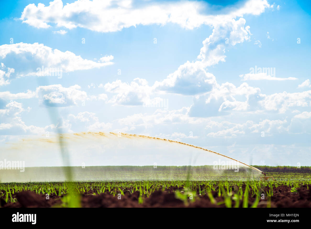 Sugar cane sunset plantation beautiful irrigation Stock Photo - Alamy
