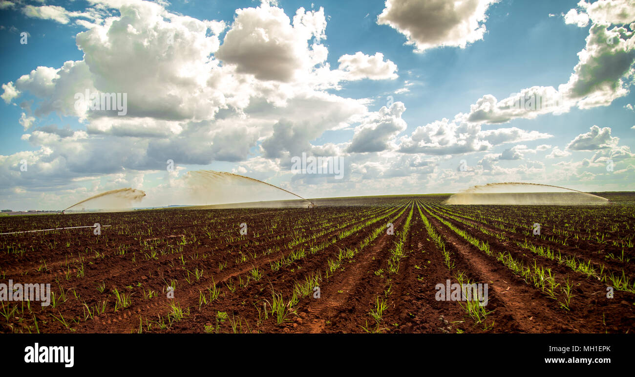 Sugar cane sunset plantation beautiful irrigation Stock Photo - Alamy