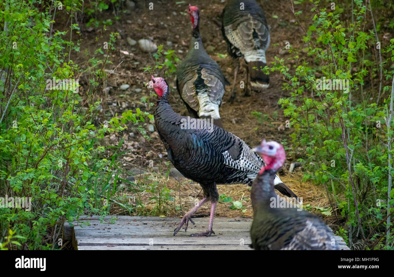 Wild turkey feathers hi-res stock photography and images - Alamy