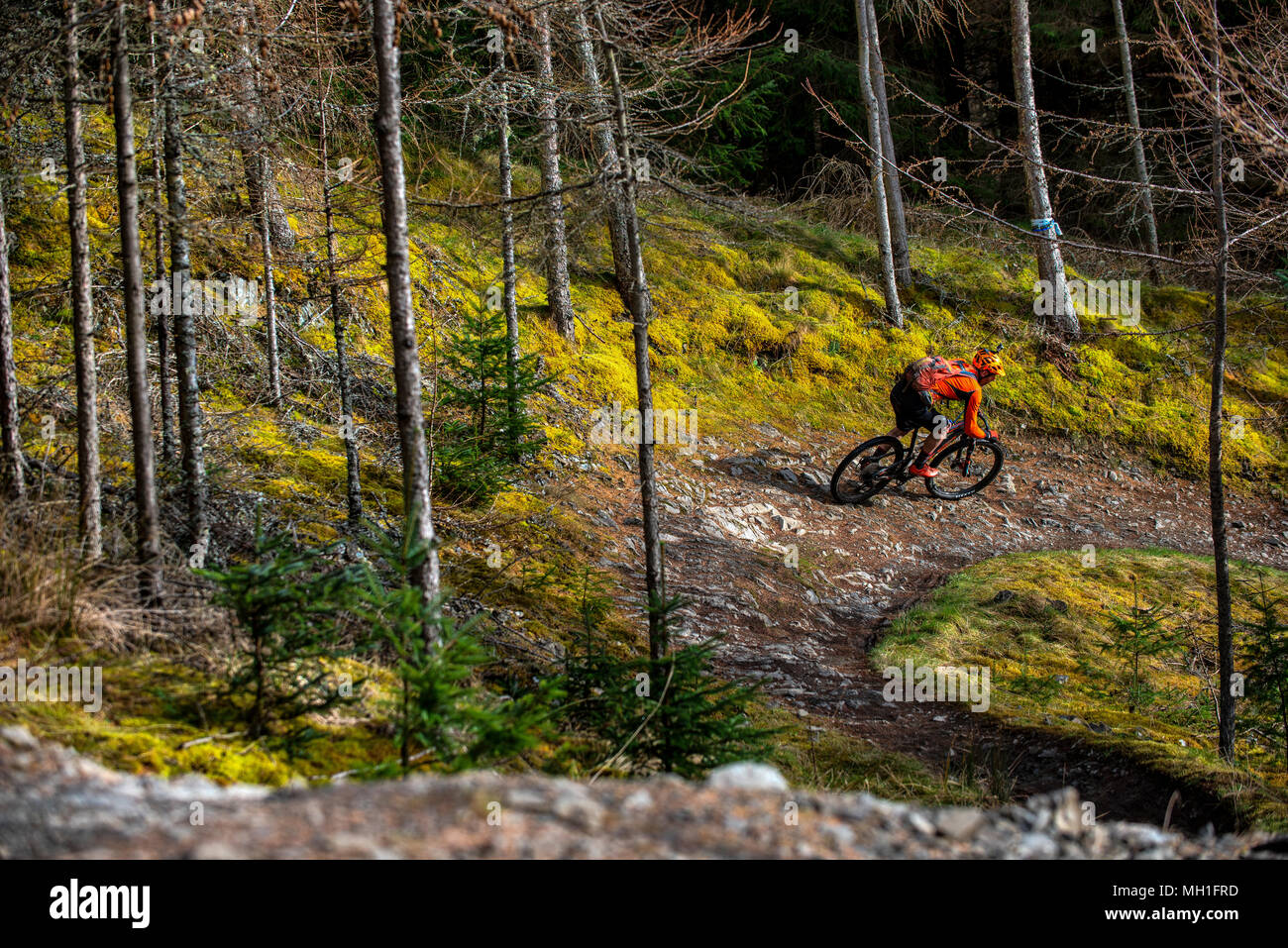 A man rides a mountain bike on a trail near the town of Innerleithen ...