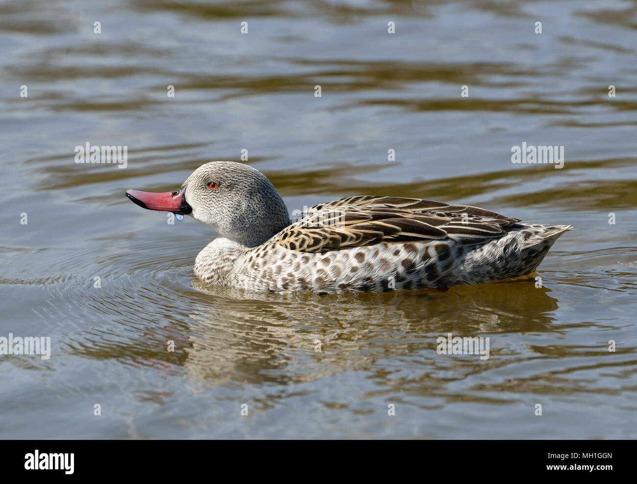 Cape Teal Duck - Anas capensis from South Africa Stock Photo - Alamy