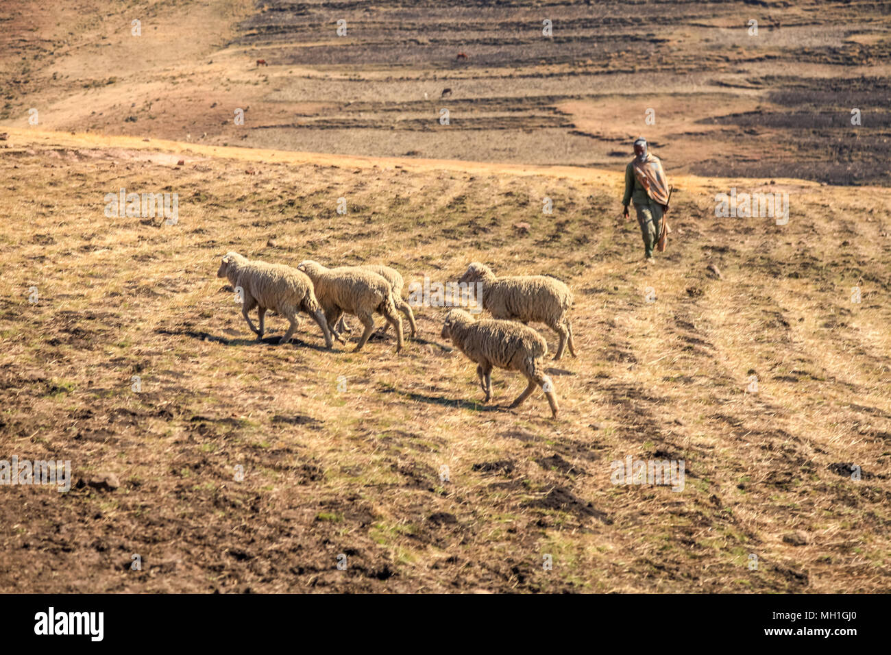 Sheepherder with herd Stock Photo - Alamy
