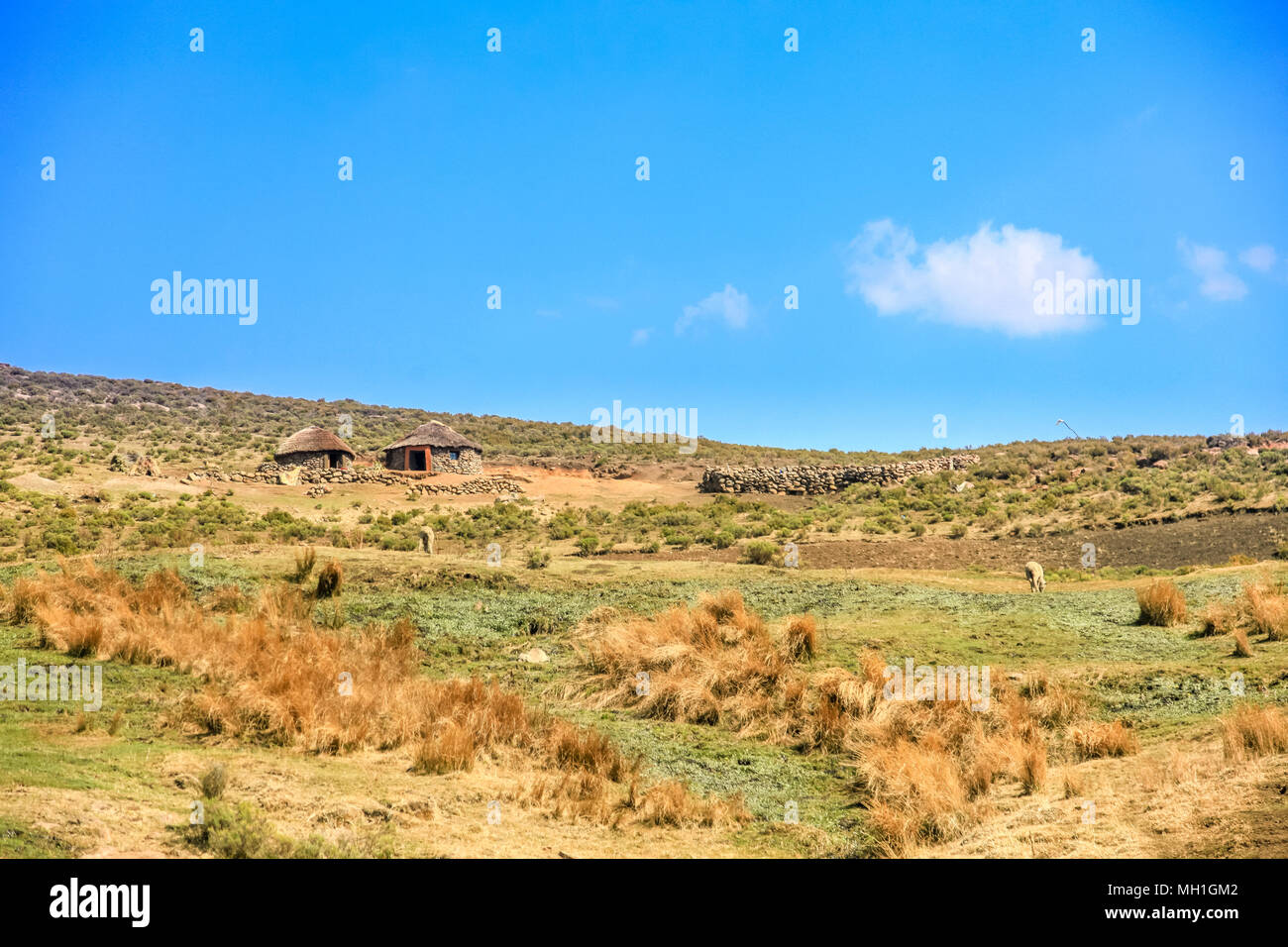 Sheepherder with herd Stock Photo - Alamy