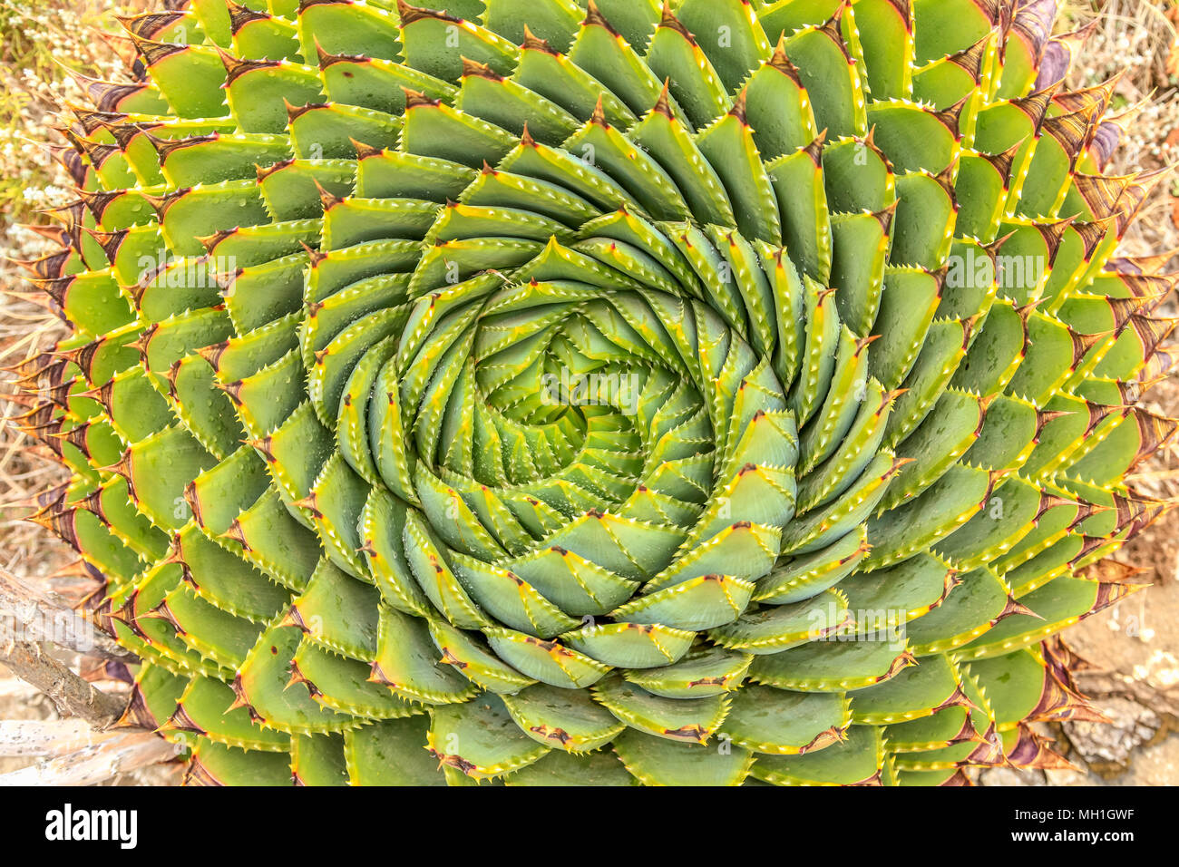 Spiral Aloe - Lesotho traditional plant Stock Photo - Alamy