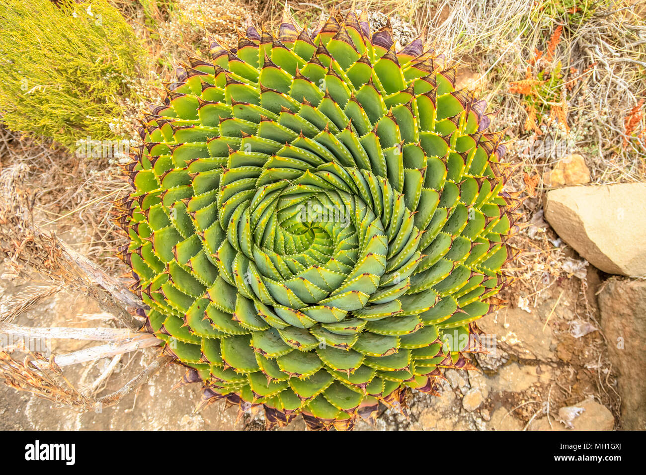 Spiral Aloe - Lesotho traditional plant Stock Photo - Alamy