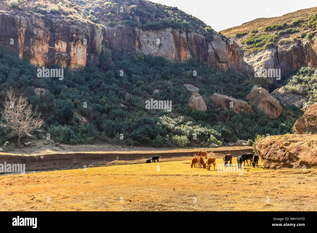 Lesotho cow hi-res stock photography and images - Alamy