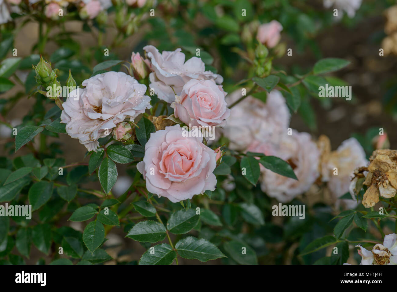 Rose Lovely Bride Stock Photo - Alamy